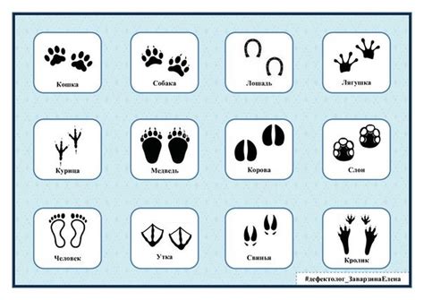 Следы зверей картинки для детей распечатать