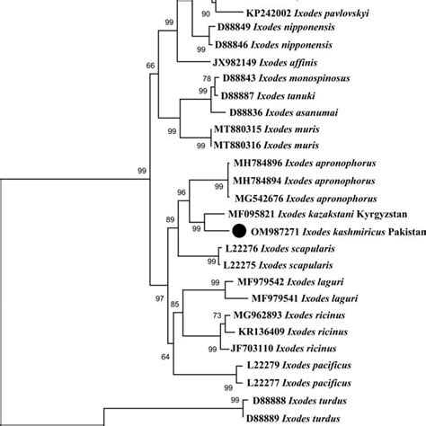 maximum likelihood phylogenetic tree based on its2 partial sequence of