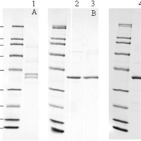 Sds Page Analyses Of Purified Dmo Proteins Dmo Protein Samples Were