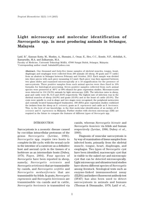 Pdf Light Microscopy And Molecular Identification Of Sarcocystis Spp In Meat Producing