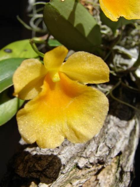 Dendrobium Aggregatum