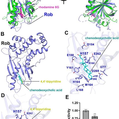 Proposed Models For Class Ii Activator Dependent And Rob Dependent Download Scientific Diagram