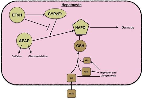 Acetaminophen Affects What Organ At Matthew Driscoll Blog
