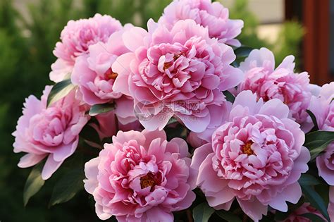 花园中的牡丹花高清图片下载 正版图片600881461 摄图网