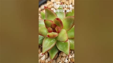 솔레미오 보석 이쁘게 물들어 갑니다 ~ 파종이 실생 다육 다유기 다육이 다육식물 반려식물 다육판매 다육이판매 다육이키우기 다육인스타그램 매혹이 청주