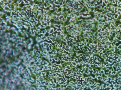 Arabidopsis12032022 Object Detection Dataset By Stomata Project