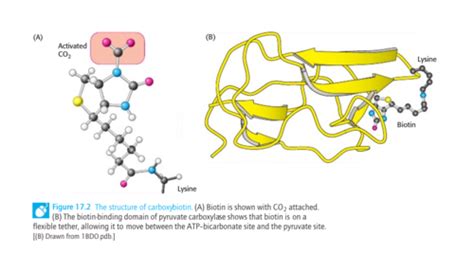 Carboxybiotin Structure