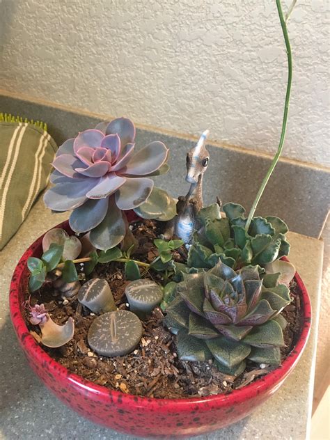 Wanted To Share My Happy Planter Lithops Have Been Fine Cohabiting