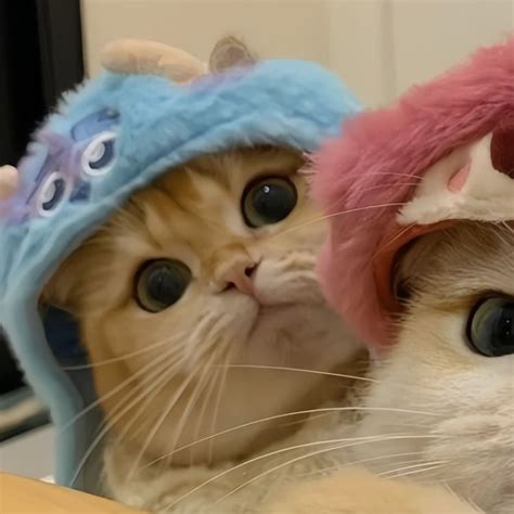 Matching Pfp Couple Cat