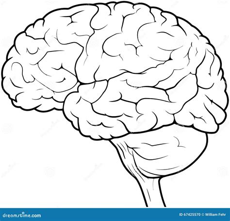Human Brain Drawing Stock Illustration Illustration Of Temporal 67425570