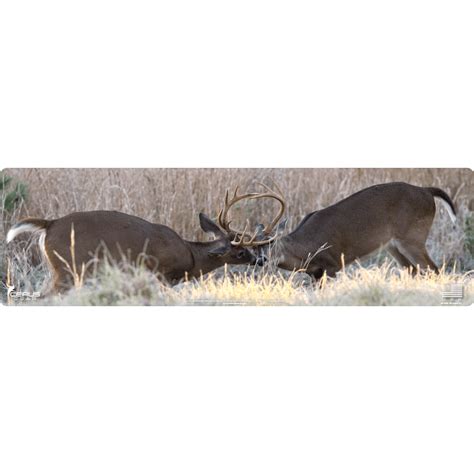 Monster Whitetail Deer Buck Fighting