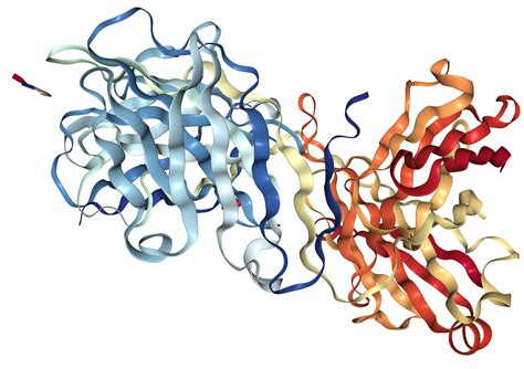 Igg General Information Sino Biological