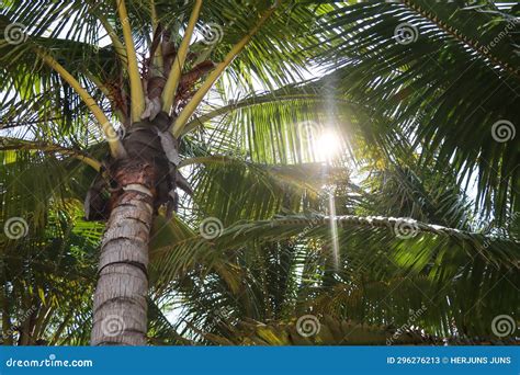 Coconot Tree Without Friut And Sunrise Stock Image Image Of Friut Tree 296276213