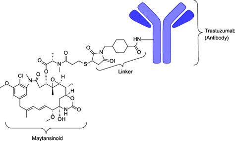 Antibody Conjugate Of Dm1 With Transtuzumab T Dm1 Download