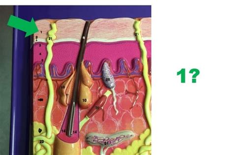 A P Lab Skin Model Flashcards Quizlet