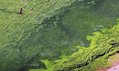 The Oil Drum Cost Viability And Algae