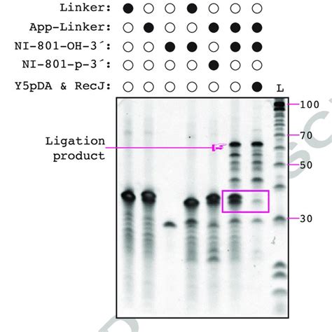 RNA Gel Extraction Buffer Recipe Download Table
