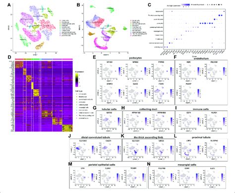 Identification Of Cell Types And Their Marker Genes Ab Download Scientific Diagram
