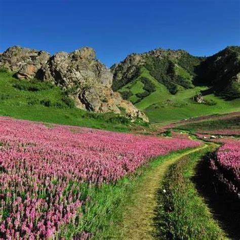 一更的月亮 青海花儿 Mp3免费在线下载播放 歌曲宝 找歌就用歌曲宝 Mp3音乐高品质在线免费下载