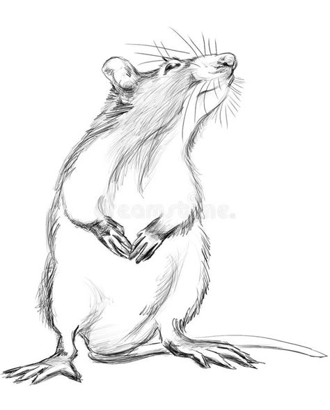 Rat Stock Illustration Illustration Of Damp Mammal 12411992