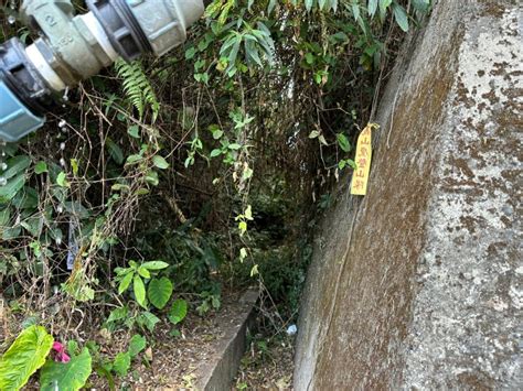 賞花兼登藤枝山輕鬆漫遊 健行筆記