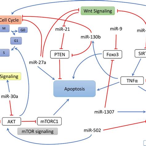 Shared Pathway Of Commonly Regulated Mirnas During Tbi And Epilepsy In