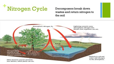 The Cycling Of Materials Ppt Download