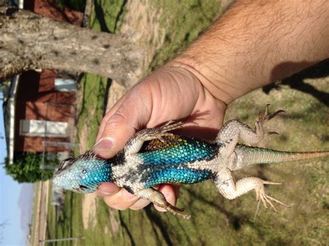 Lizard Identification The Campfire Discussion Forum