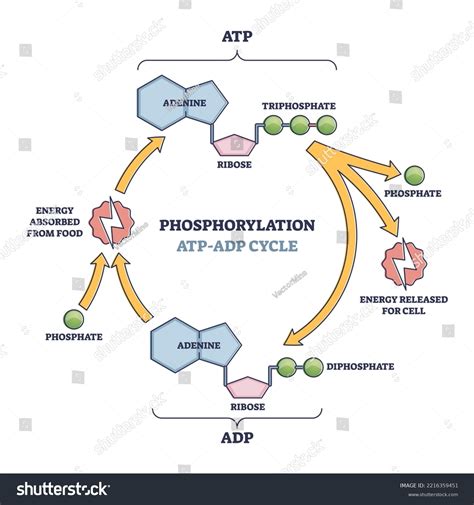 atp adp cycle over 93 royalty free licensable stock vectors and vector