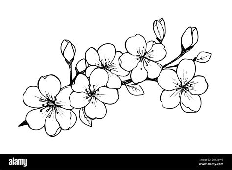 Red Cherry Blossom Flower Drawing