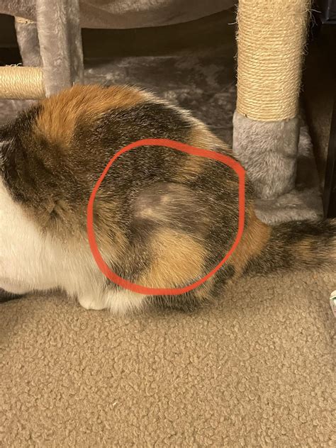 Ive Noticed My Cat Has Thinning Fur On Both Sides She Doesnt