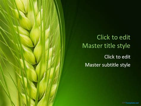 Free Wheat Ppt Template