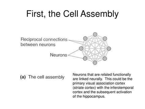 Ppt Hebbian Plasticity Powerpoint Presentation Free Download Id
