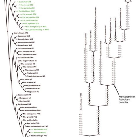 Cladograms Resulting From Cladistic Analysis Species Terminals Are