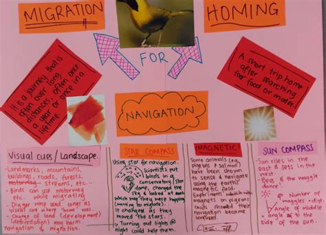 Ritas Bio Blog Learning About Migration