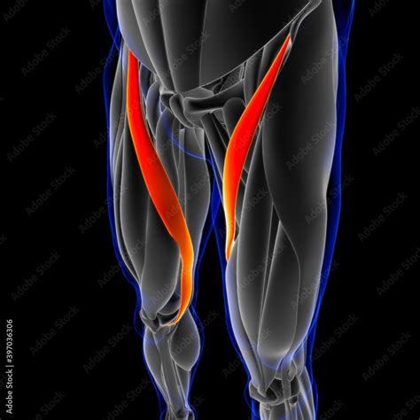 Sartorius Muscle Anatomy For Medical Concept 3d Illustration Stock