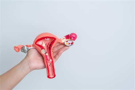 여성 생식 기관 사진 무료 고품질 사진 다운로드 Freepik