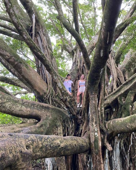 Sydney Sweeney And Alexandra Daddario Up A Tree Of The Day Drunkenstepfather Com