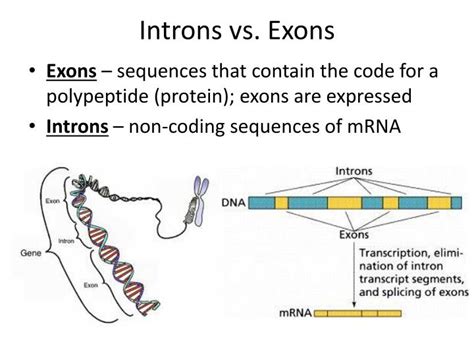 Ppt Protein Synthesis Powerpoint Presentation Id1984857