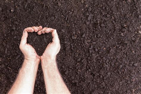 5 Cheap Ways To Make Soil More Acidic Frugal Gardening