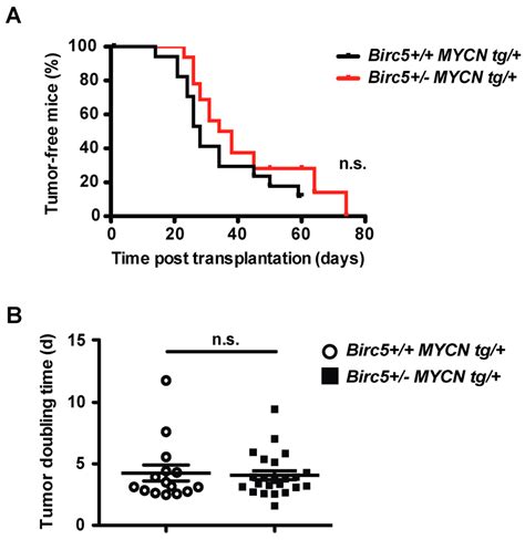 Heterogenous Efficacy Of Survivin Inhibitors On Nb Cell Viability Nb Download Scientific