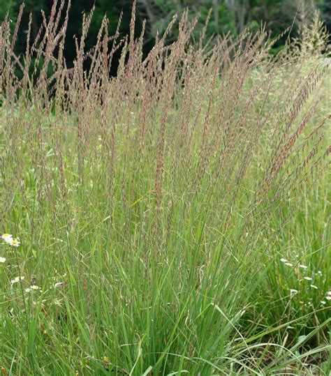 Bouteloua Curtipendula Side Oats Gramma From Prides Corner Farms