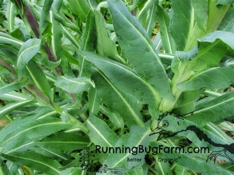 Living Better Than Organic Running Bug Farm