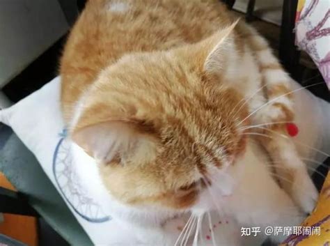 猫咪为什么会这么黏人你知道吗 知乎