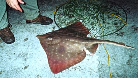 Big Skate
