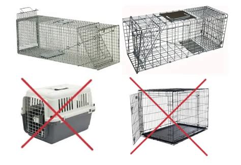 Free Trap Neuter Return Program For Stray Cats