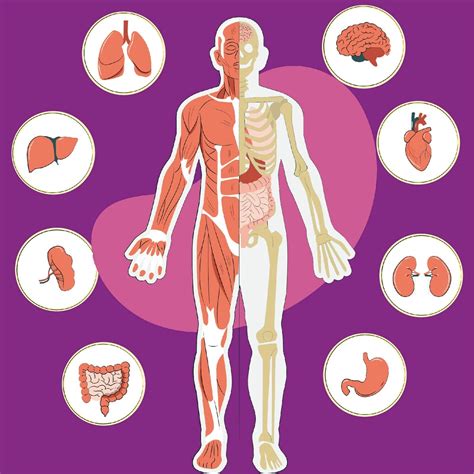 What Is Physiology Of The Human Body Capabilities Full Profile