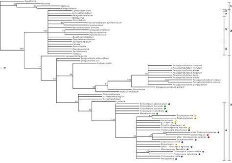 fig s4 bootstrap 50 majority rule consensus parsimony tree inferred