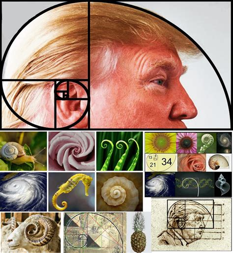 Trump Is The Spiral The Fibonacci Sequence The Golden Ratio [as