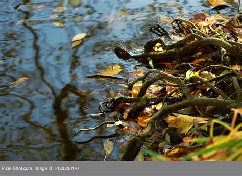 Tree Roots In Water With Autumn Leaves Stock Photography Agency Pixel Shot Studio